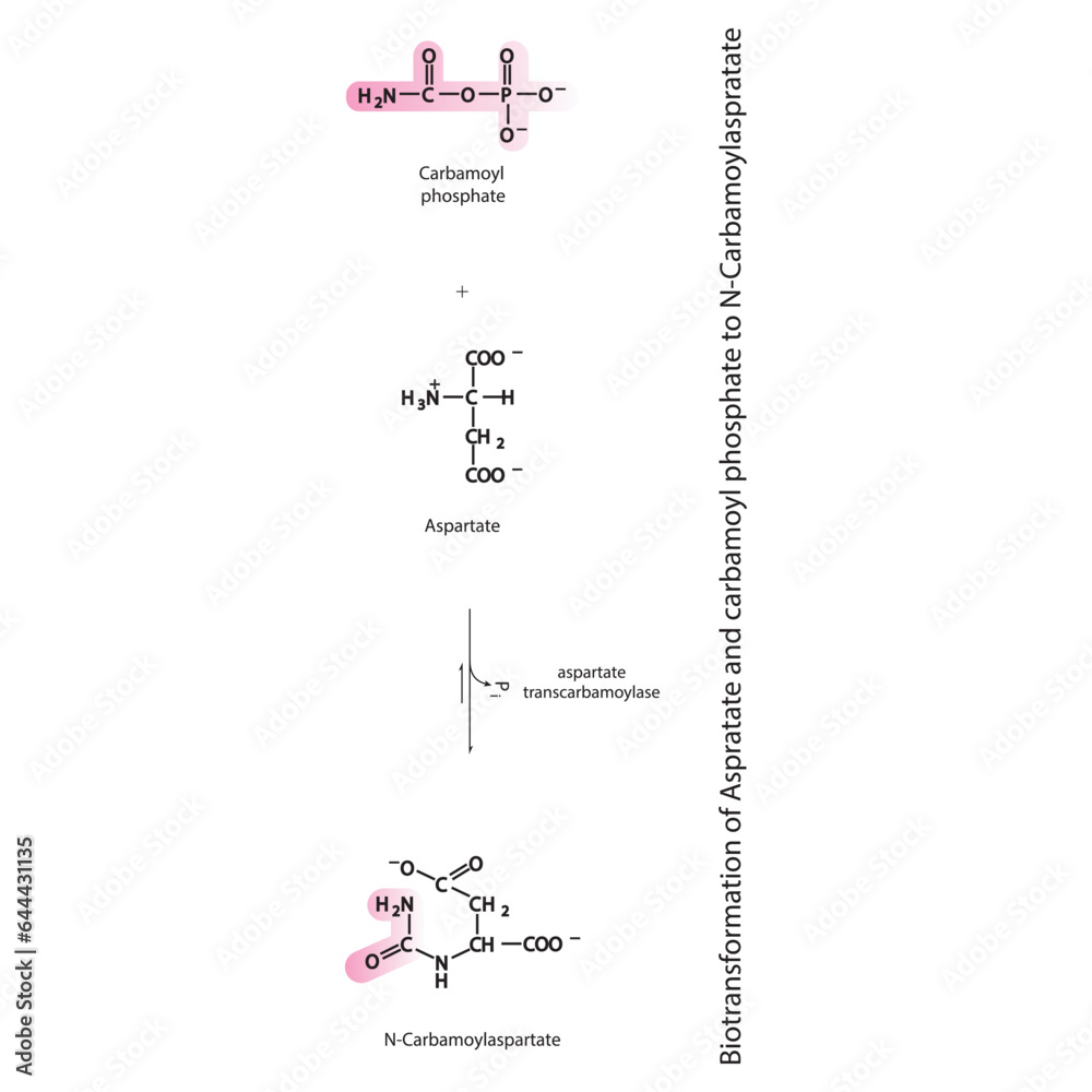 Biotransformation of Aspratate and carbamoyl phosphate to N ...