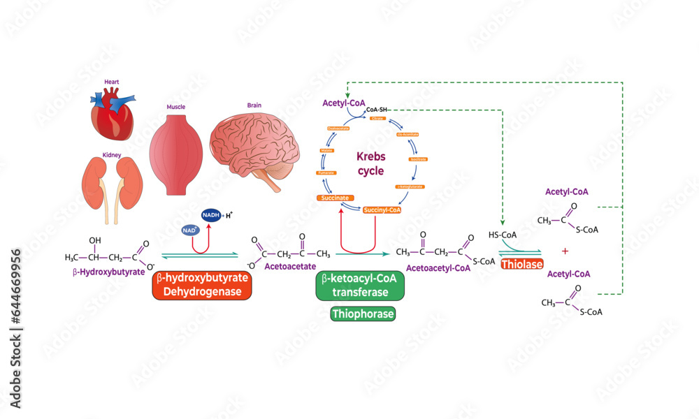 Ketolysis pathway Stock Vector | Adobe Stock