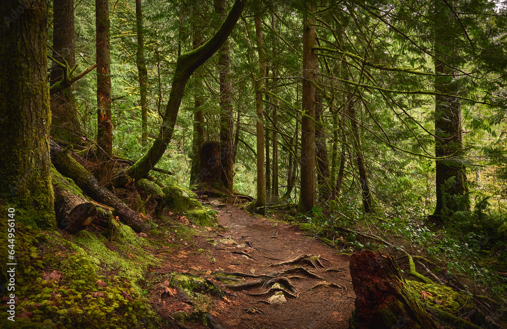 Scenic west coast rainforest, rich in moss, sword ferns, cedar trees ...
