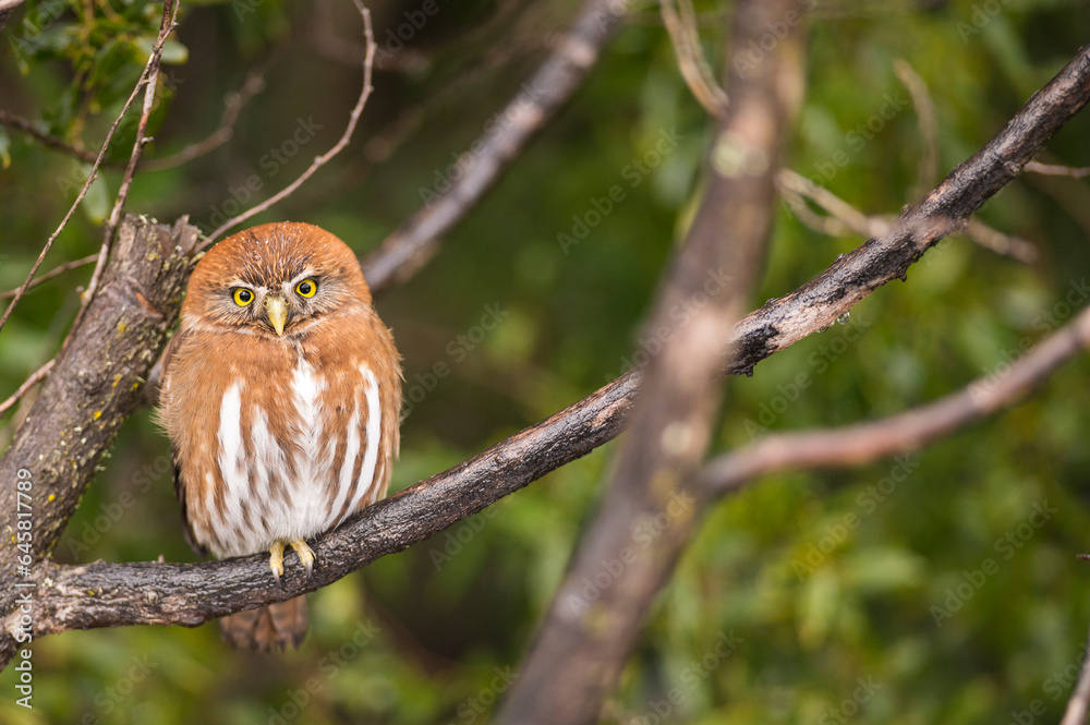 Glaucidium brasilianum o Caburé Pequeno, ave de la familia de los Búhos ...