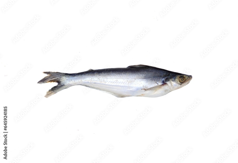 Basa fish is a type of catfish native to Vietnam, scientifically ...