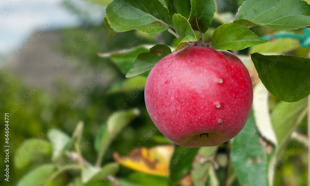 Apple scab is a fungal disease affecting apple trees, causing dark ...