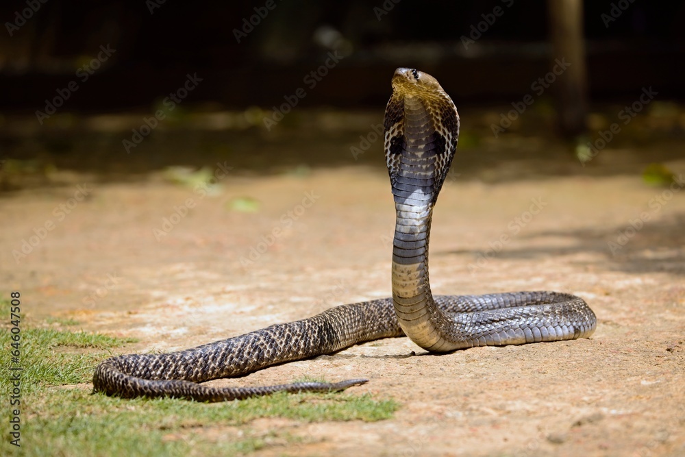 The Indian cobra, also known as the spectacled cobra, Asian cobra, or ...