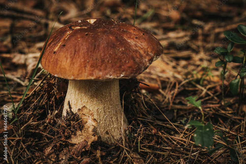 Cep, Edible Bolete, Penny Bun Eco Autumn mushroom. Edible mushroom that ...