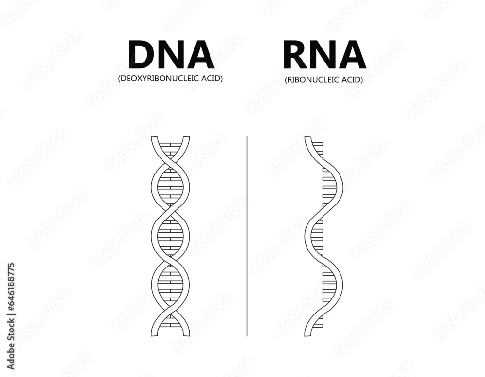 DNA vs. RNA vector illustration. Educational genetic acid explanation ...