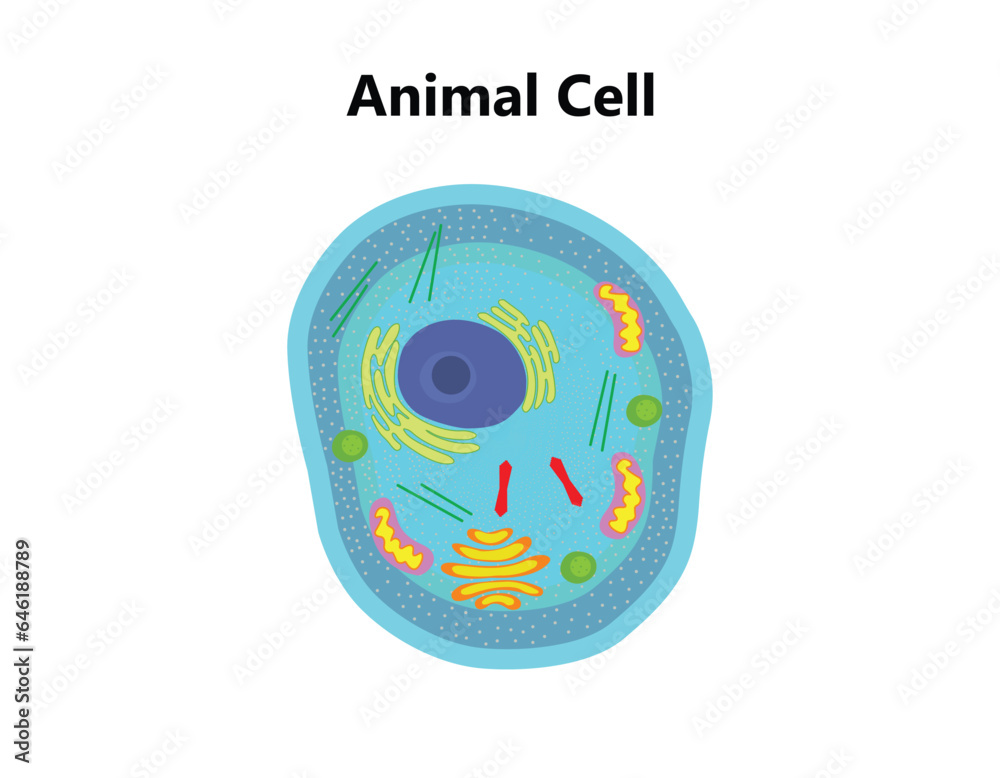 Illustration of the Plant cell anatomy structure. Vector infographic ...
