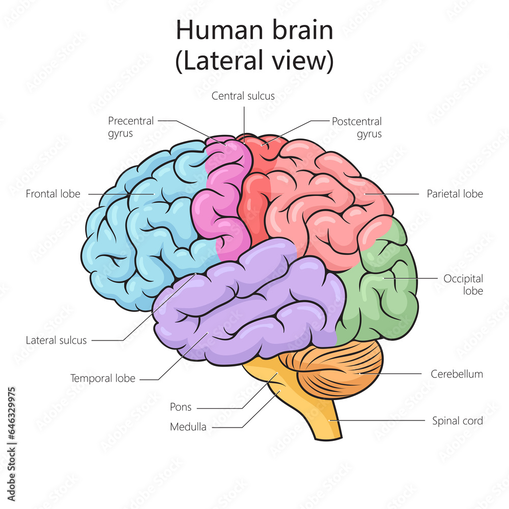 Ilustración de Stock Human brain structure lateral view diagram ...