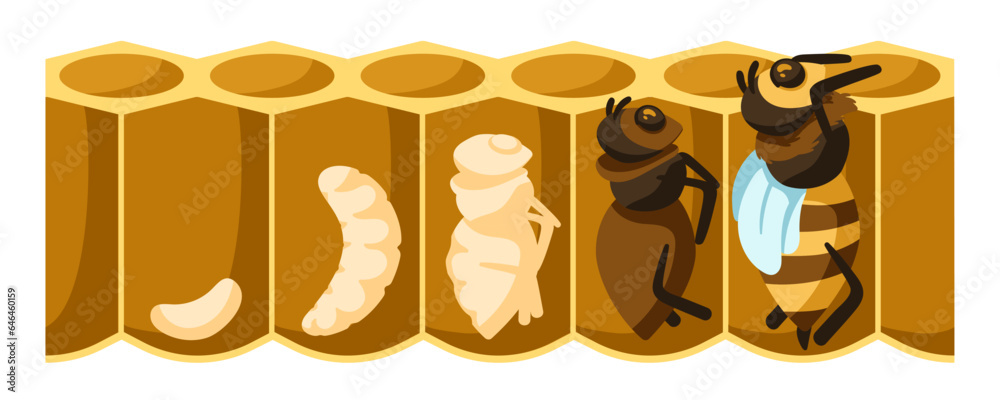 Cartoon bee life cycle. Development process from bee egg, larvae ...