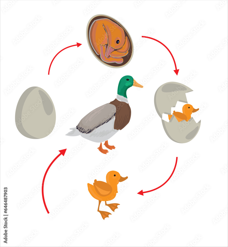 เวกเตอร์ Stock Life cycle of duck vector. Developmental process of duck ...
