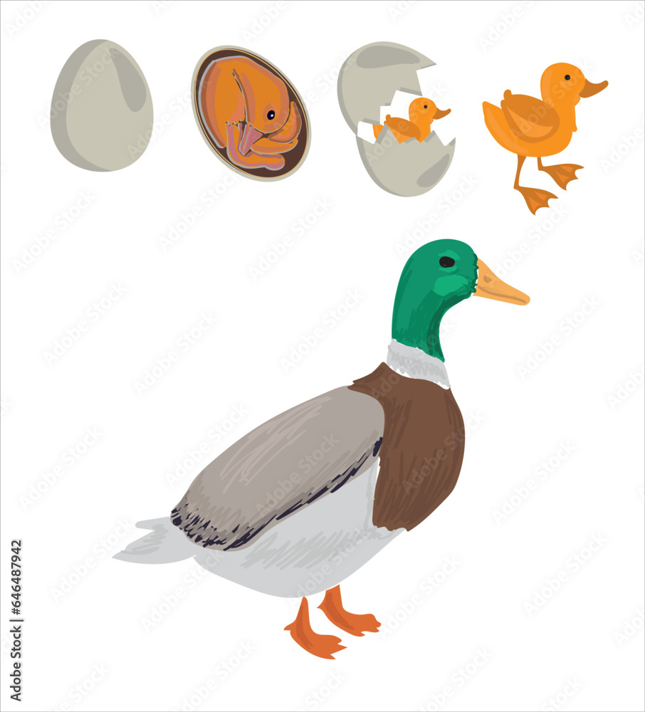 Life cycle of duck vector. Developmental process of duck vector ...