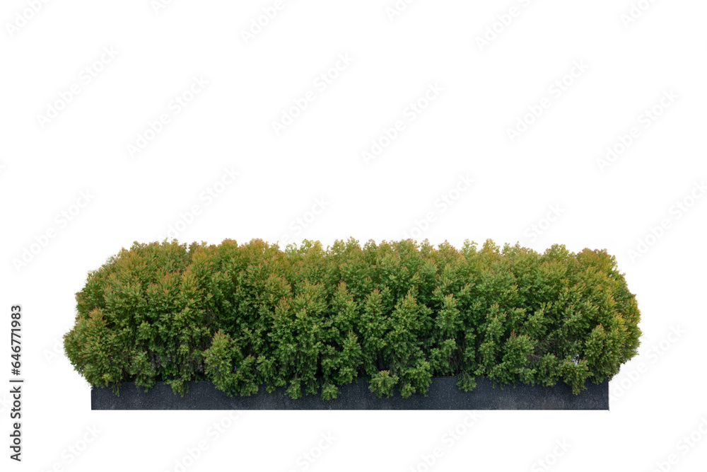 CHAMAECYPARIS LAWONIANA or ELLWOOD'S GOLD isolate on white background ...