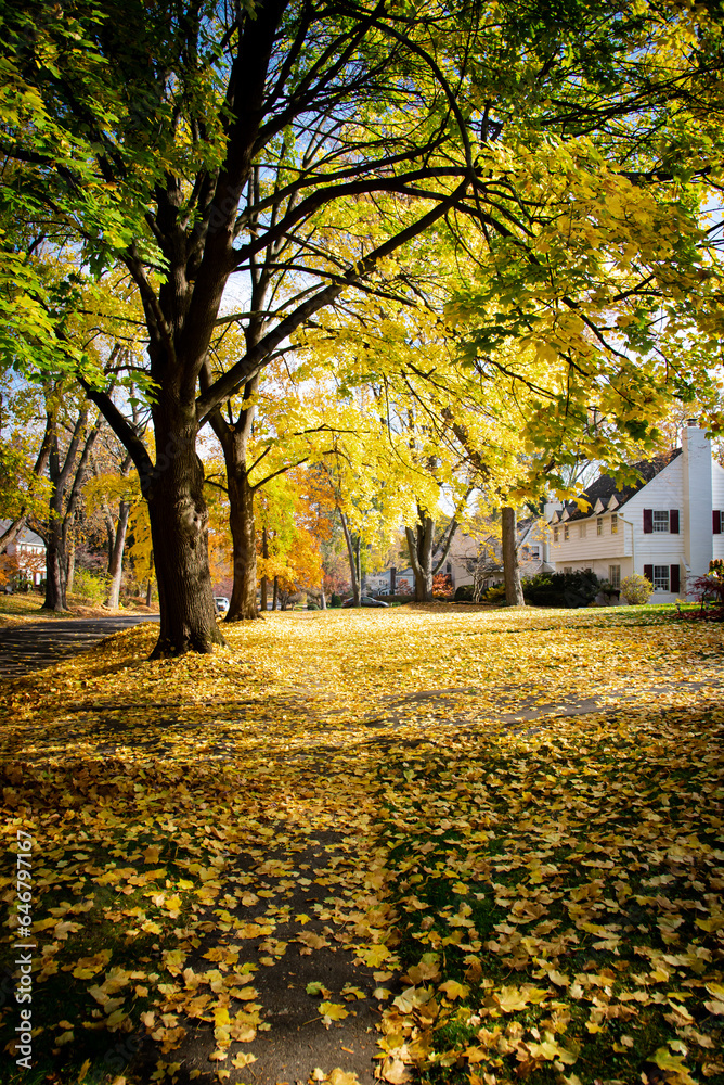 Thick yellow rug of autumn leaves carpets along quite residential ...