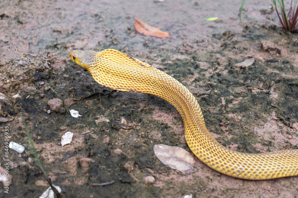 Venomous snake dangerous. Behind the hood of Equatorial spitting cobra gold color (Naja ...