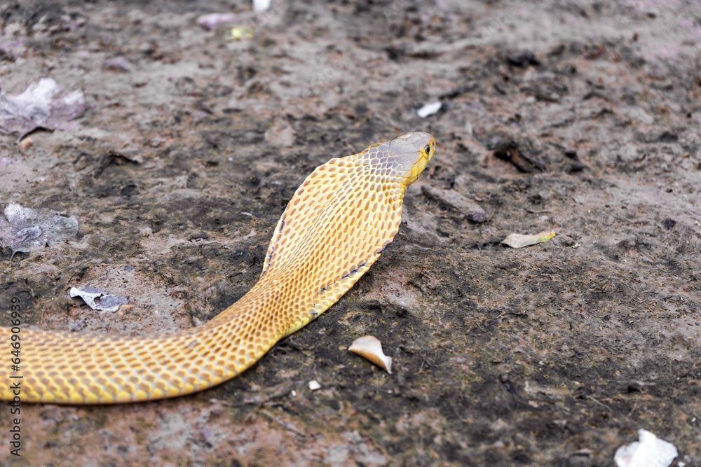 Venomous snake dangerous. Behind the hood of Equatorial spitting cobra ...