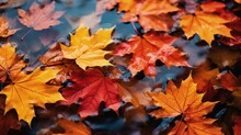 Gold Autumn Leaf Floating In Stream Free Stock Photo - Public Domain ...