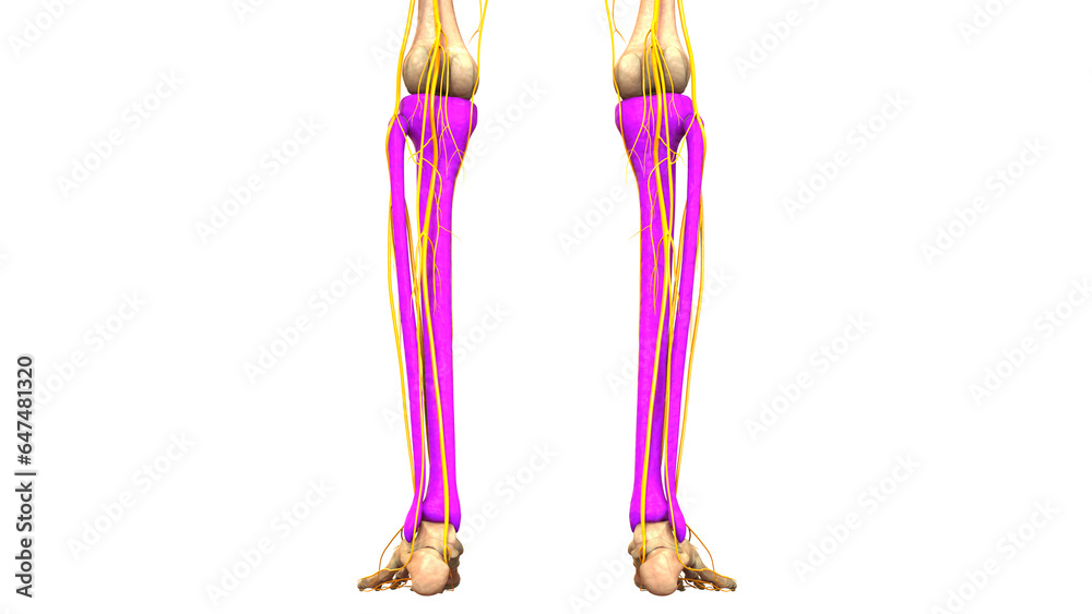 Human Skeleton System Tibia and Fibula Bone Joints Anatomy Stock ...