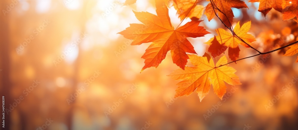Lovely Fall Background with Fall Leaves and Plants, Blurred Effects ...