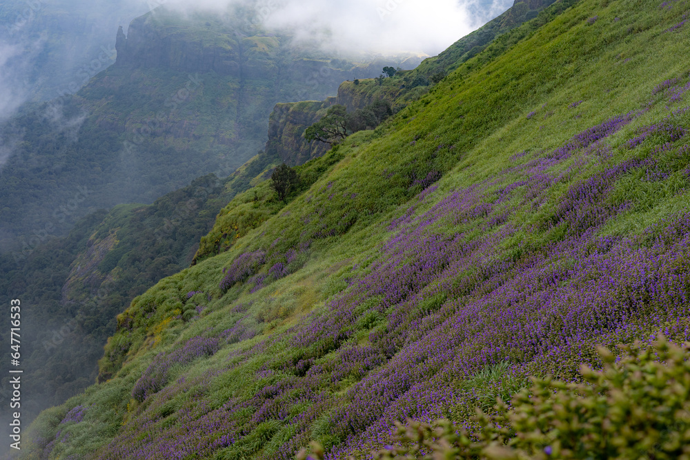 Karvi bloom (Strobilanthes callosa) at Ratangad fort in Sahyadra ...