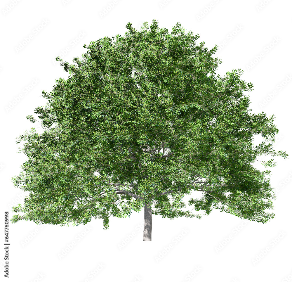 PNG tree real transparent background, real leaf texture and no white ...