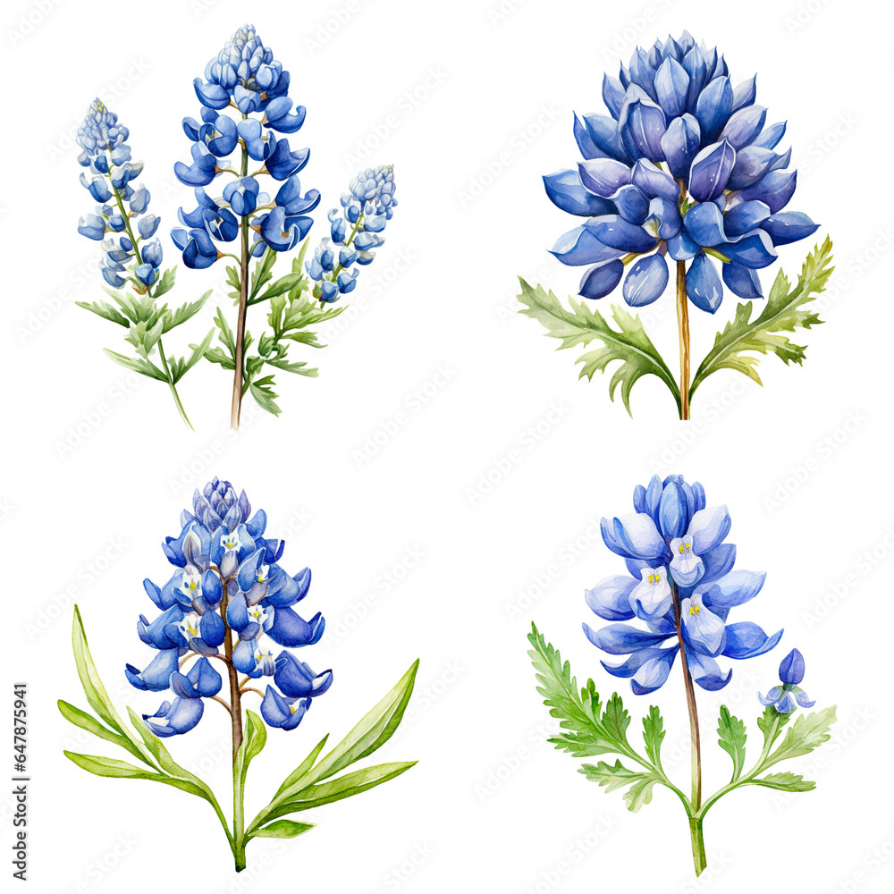Set Of Watercolor Bluebonnet Flower Isolated on Transparent Background ...