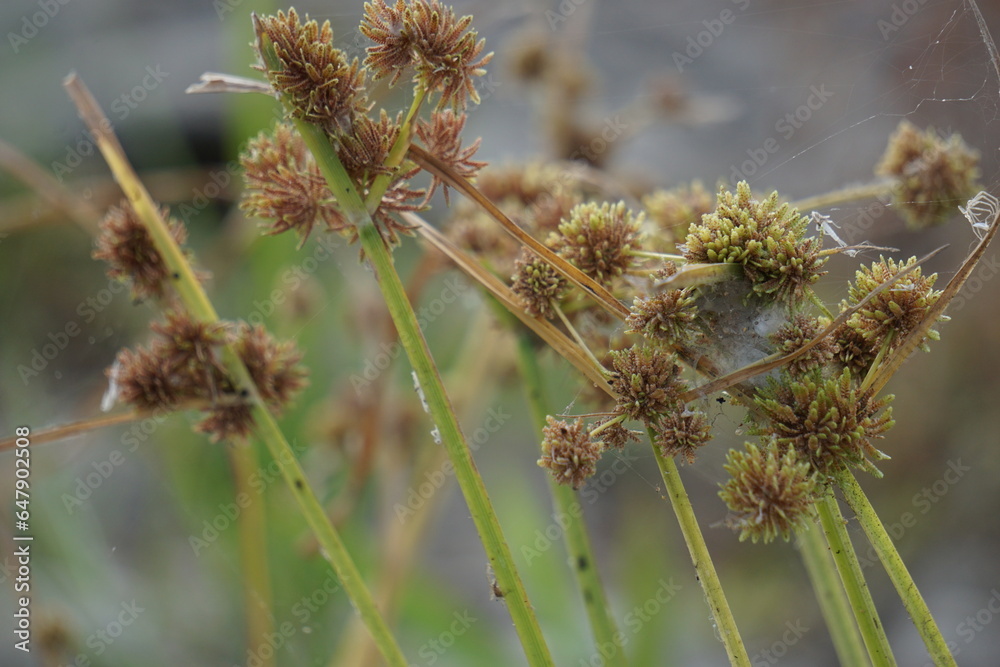 Cyperus Acuminatuss (coco-grass, Java grass, nut grass, purple nut ...