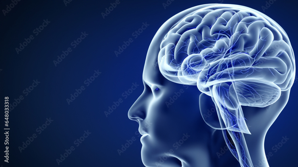 3D Illustration of human brain nerve tracts based on magnetic resonance ...