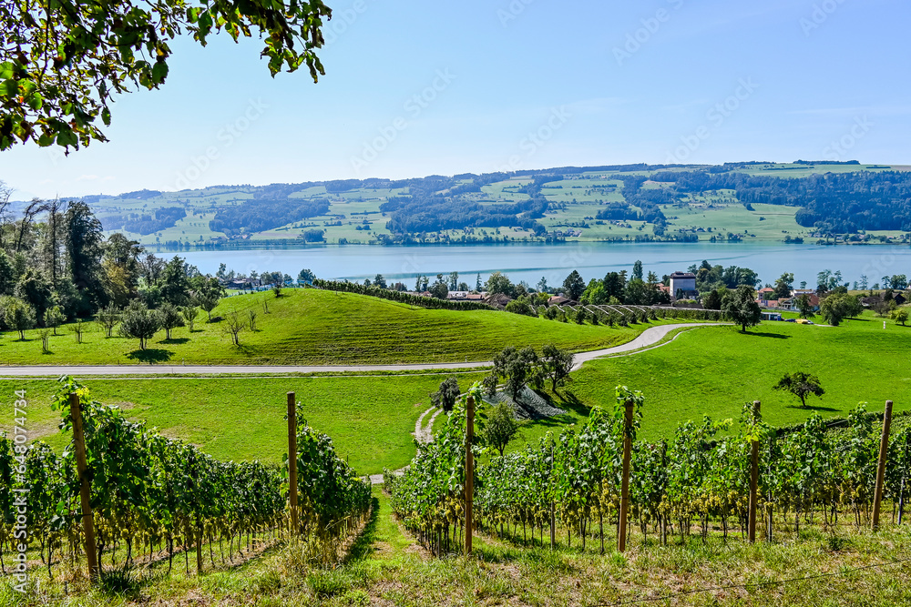 Gelfingen, Hitzkirch, Weinberg, Obstbäume, Baldeggersee, Seetal ...