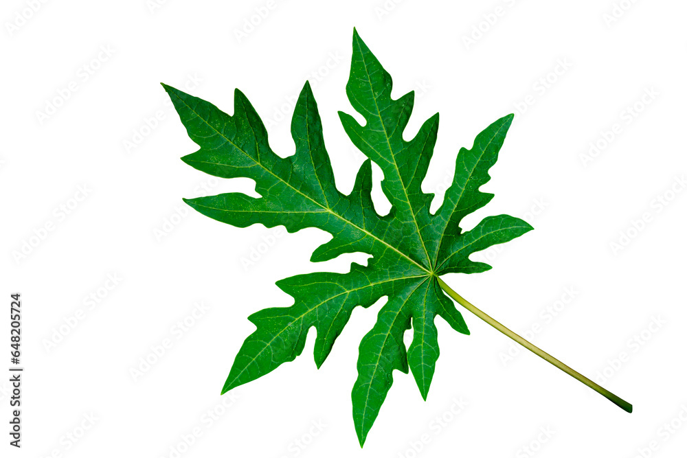 Close up texture green papaya leaf the tropical plant isolated on ...