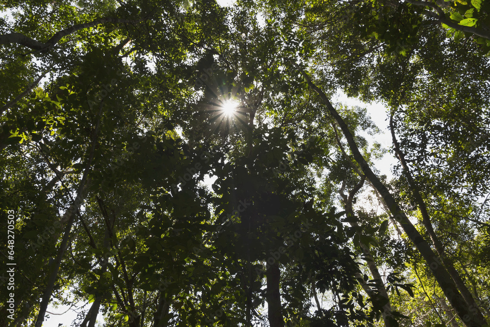 Path In The Jungle By Rimba Lodge, Tanjung Puting National Park ...