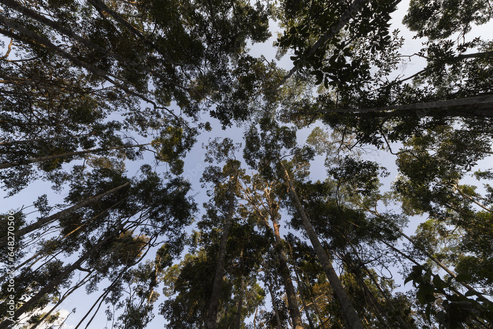Trees In The Jungle By Camp Leaky, Tanjung Puting National Park ...