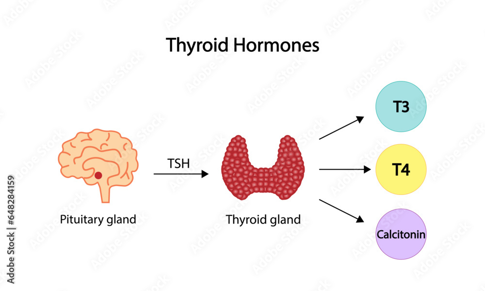 Thyroid gland, Thyroid hormones. T3,Triiodothyronine, T4 ...