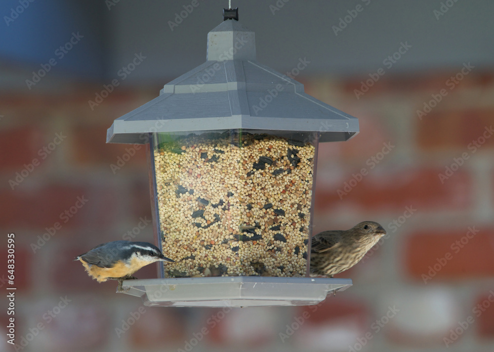 Birds eating from a bird feeder, brick wall background. Backyard birds ...