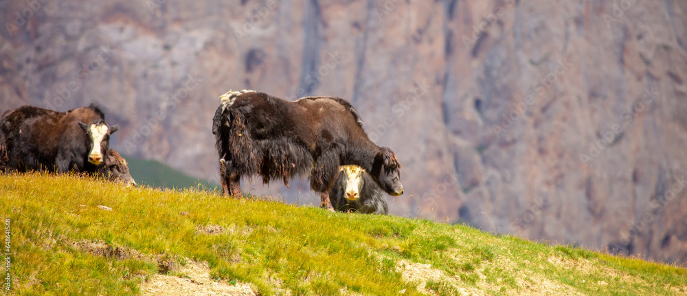 A herd of yaks graze in the mountains. Himalayan big yak in a beautiful ...