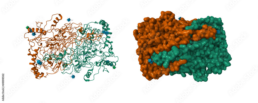 Native structure of soluble human primary amine oxidase AOC3. 3D ...