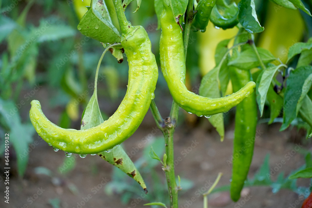 Green paprika hanging on the plant close up with rain drops,organic ...