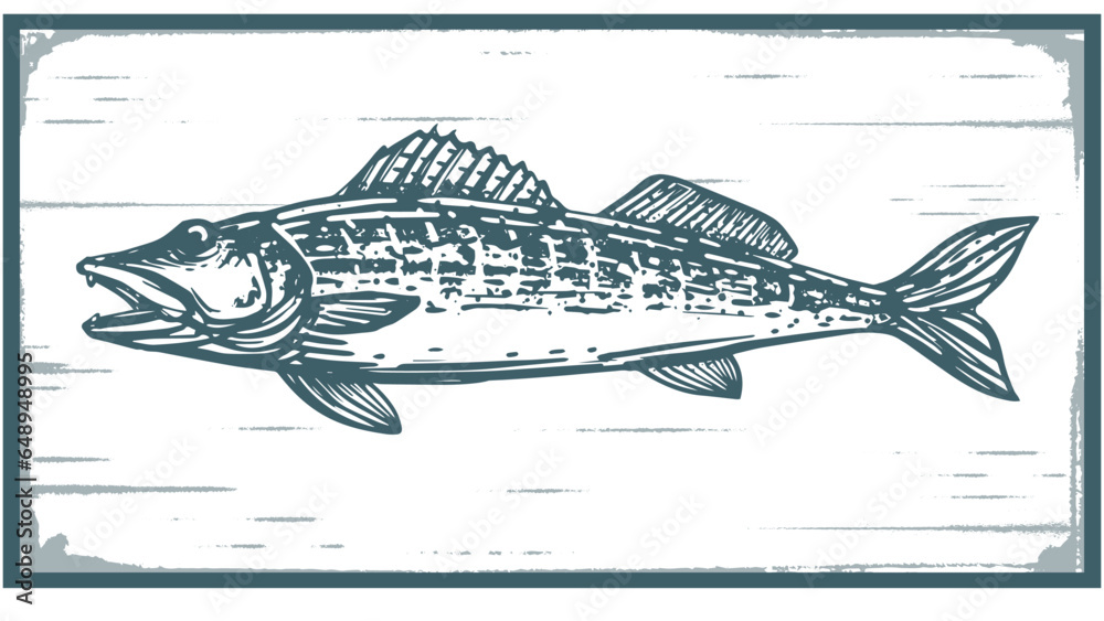 rough rustic style sketch illustration of walleye fish for fishing ...