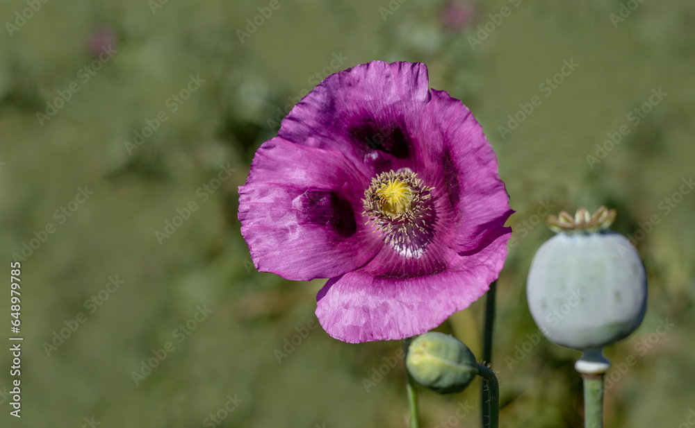 Opium poppy heads, close-up. Papaver somniferum, commonly known as the ...