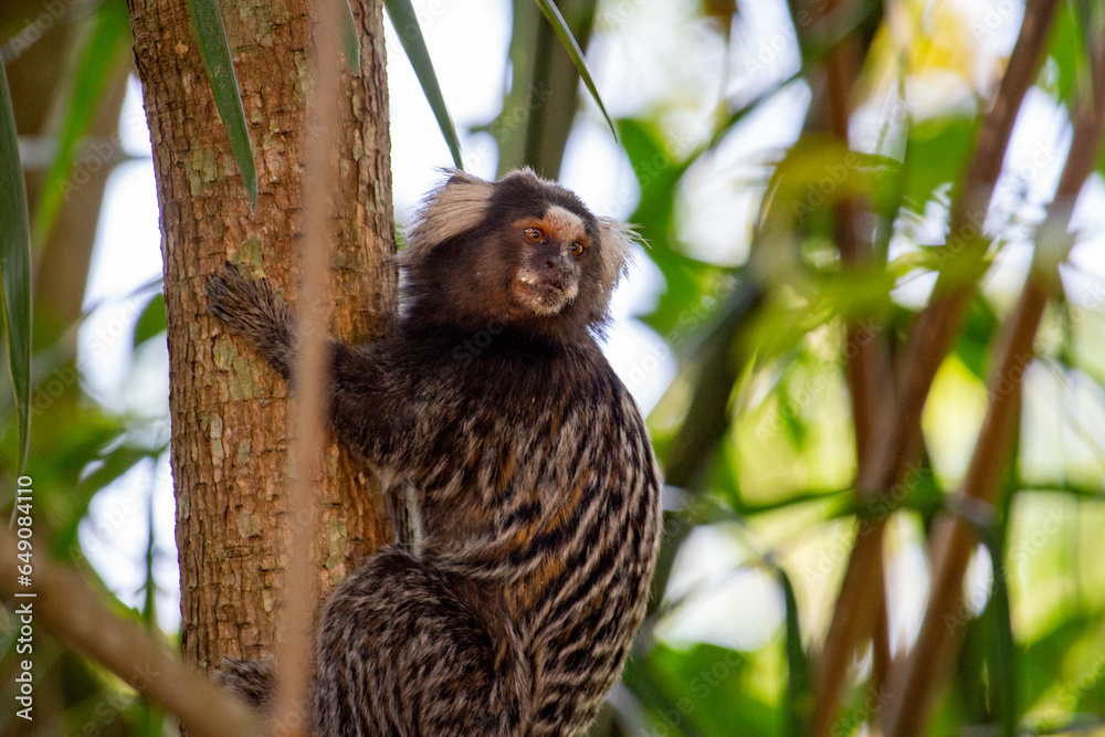Sagui-de-tufo-branco, sagui-do-nordeste, mico-estrela ou sagui-comum ...