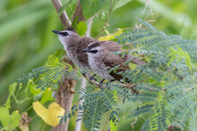 White Vented Bulbul Free Stock Photo - Public Domain Pictures