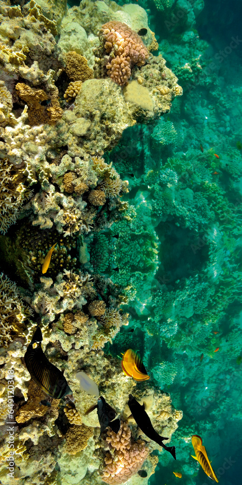 underwater world corals top view for printing 3D flooring photo ...