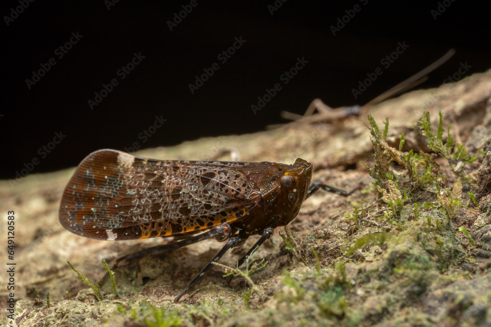 Nature Macro image of planthopper which is endemic to Borneo Island ...