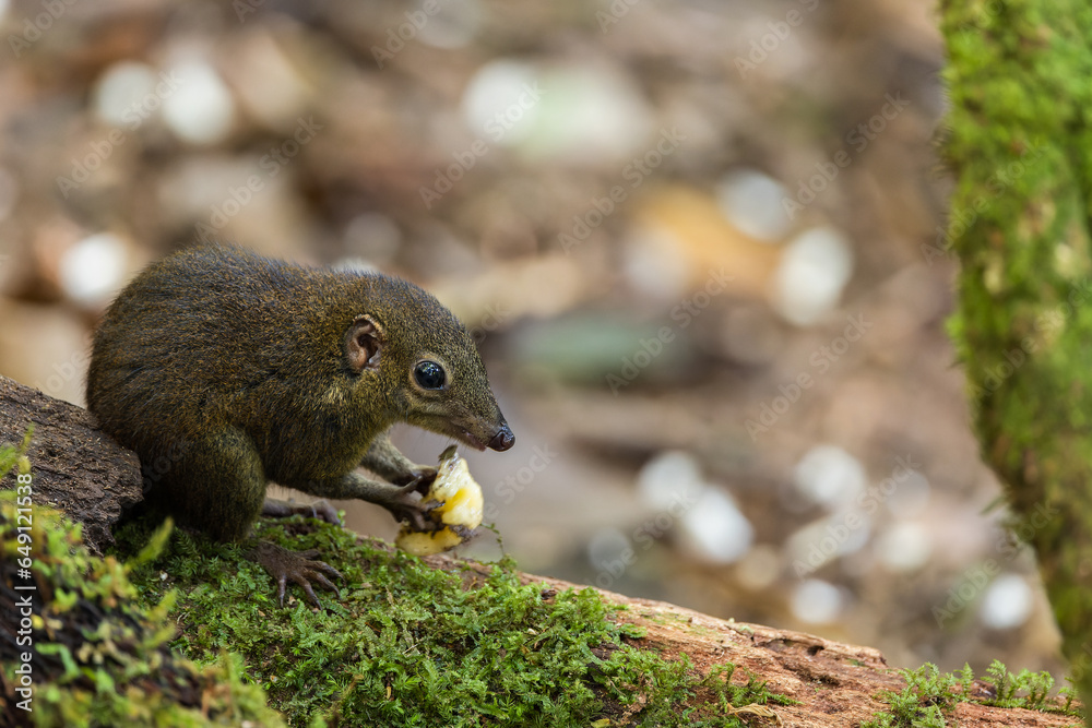 Nature wildlife image of Common treeshrew Long and slender animals with ...