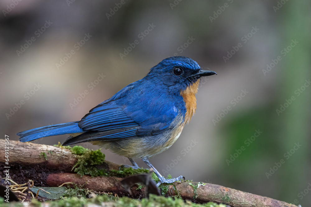 Nature wildlife image of Dayak blue bird Endemic of Borneo bird on deep ...