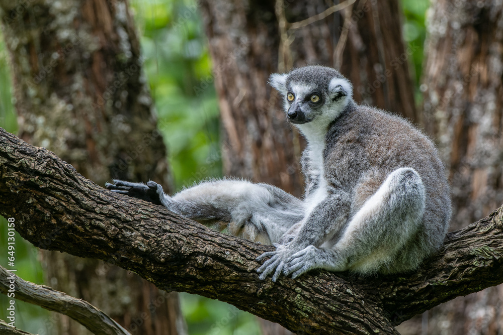 Striking Black and White Ring-tailed Lemur (Lemur catta) - Captivating ...
