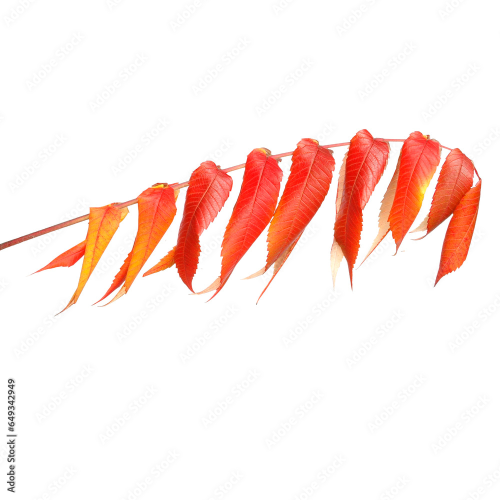 Autumn tree branch on transparent backgrounds png, set autumn leaves ...