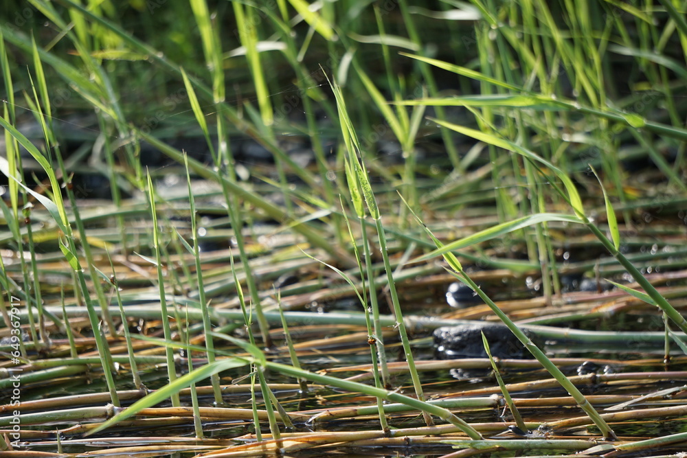 Sporobolus Alterniflorus (Spartina alterniflora, the smooth cordgrass ...