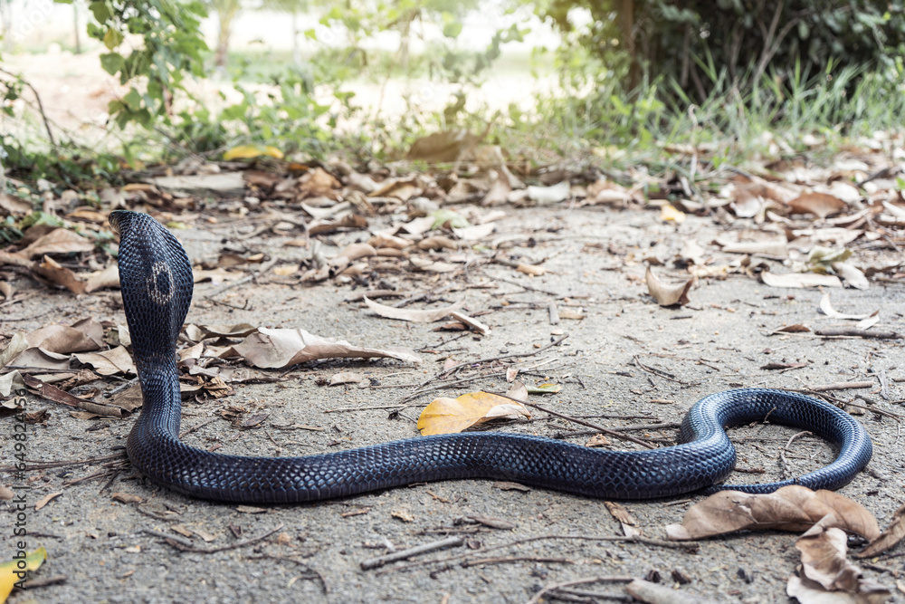 Venomous snake dangerous neurotoxin. Back of Monocled Cobra (Naja ...
