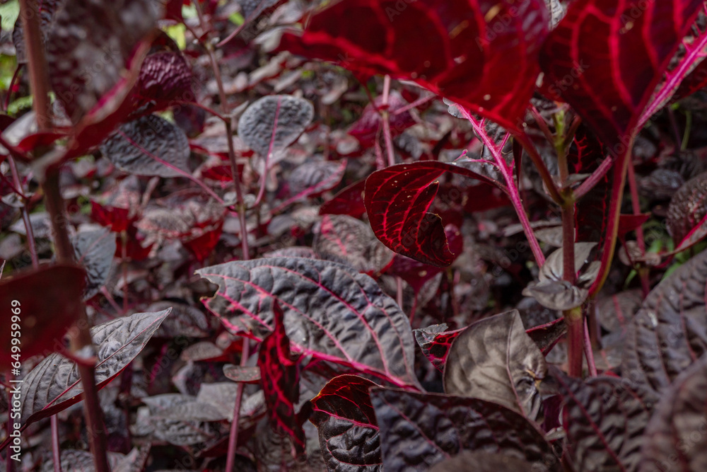 Iresine herbstii bloodleaf tropical plant on the forest. The photo is ...
