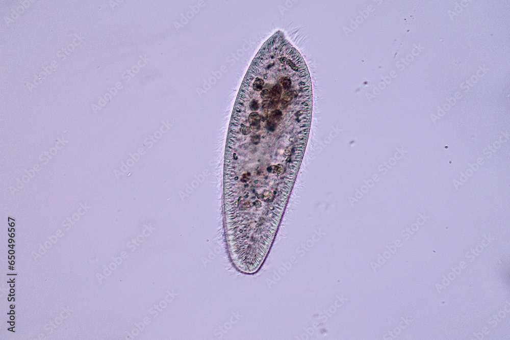 Paramecium caudatum is a genus of unicellular ciliated protozoan and ...