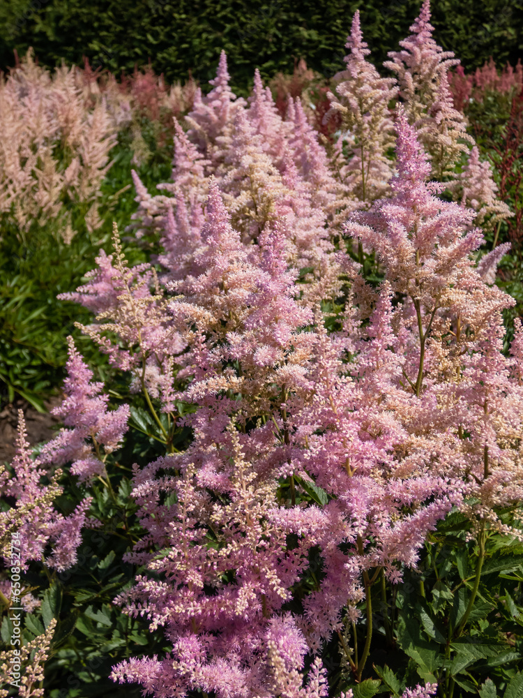 Close-up of the False goatsbeard (Astilbe x arendsii) 'America ...